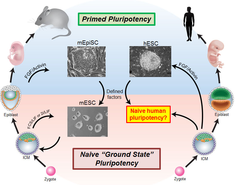 Research – Theunissen Lab