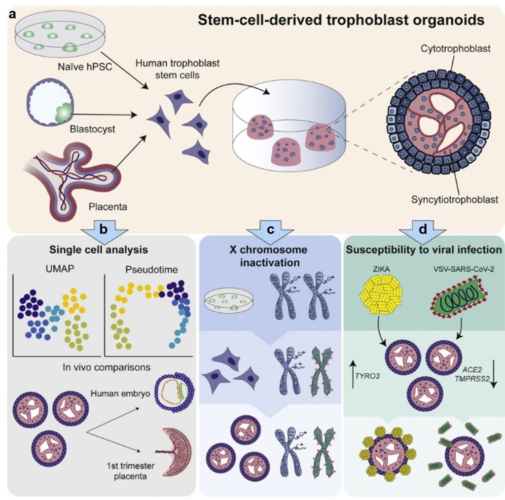 Research – Theunissen Lab