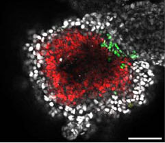 Spontaneous blastoids formed from naive human pluripotent stem cells ...